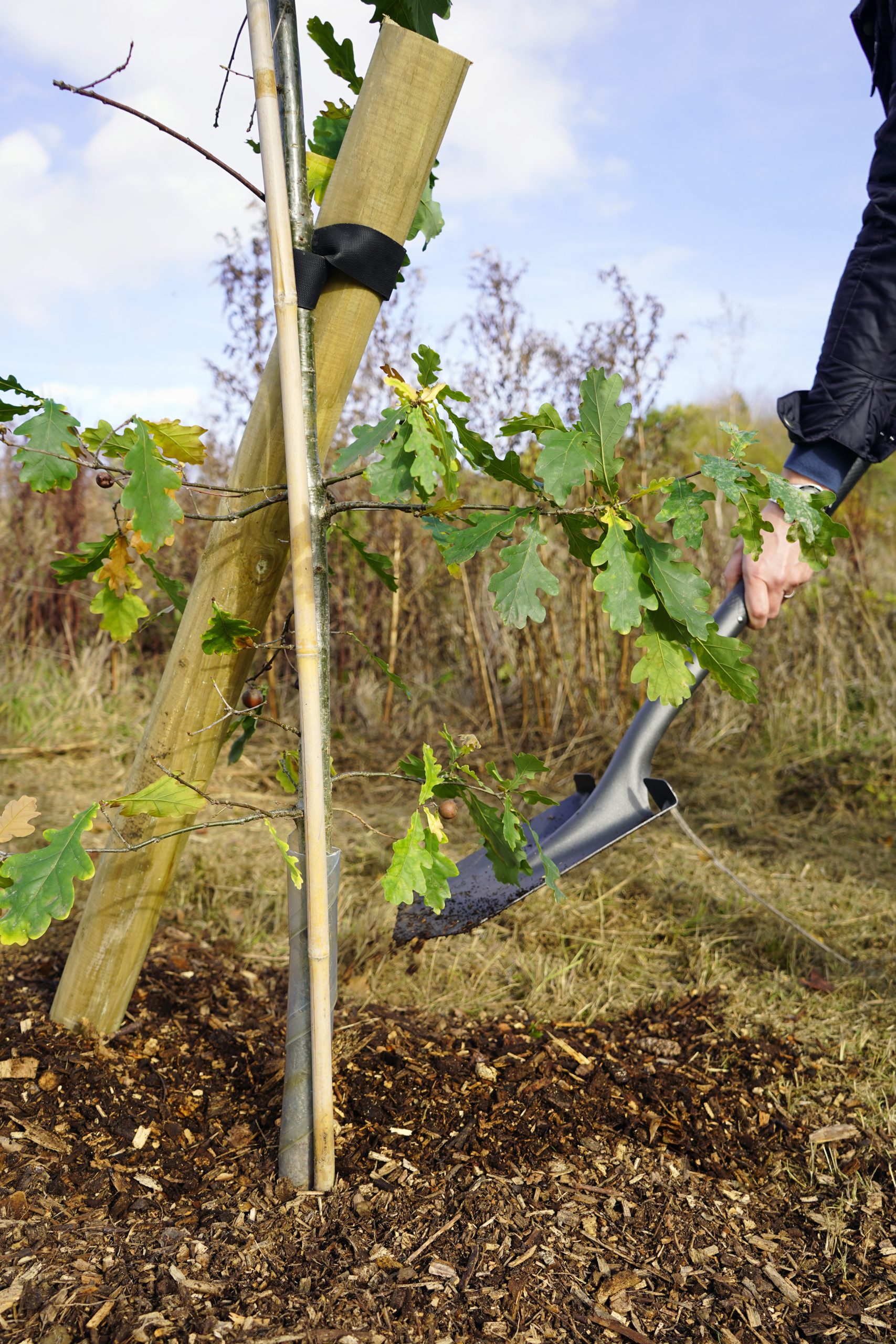 igus® takes part in tree planting for the Queen’s Green Canopy