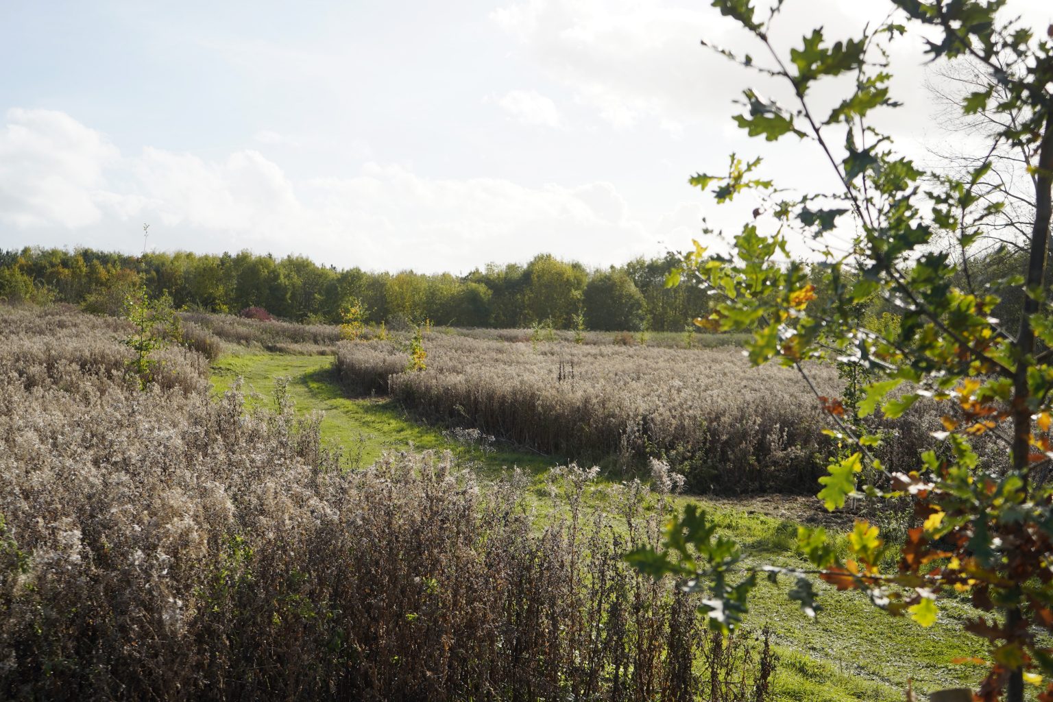 igus® takes part in tree planting for the Queen’s Green Canopy